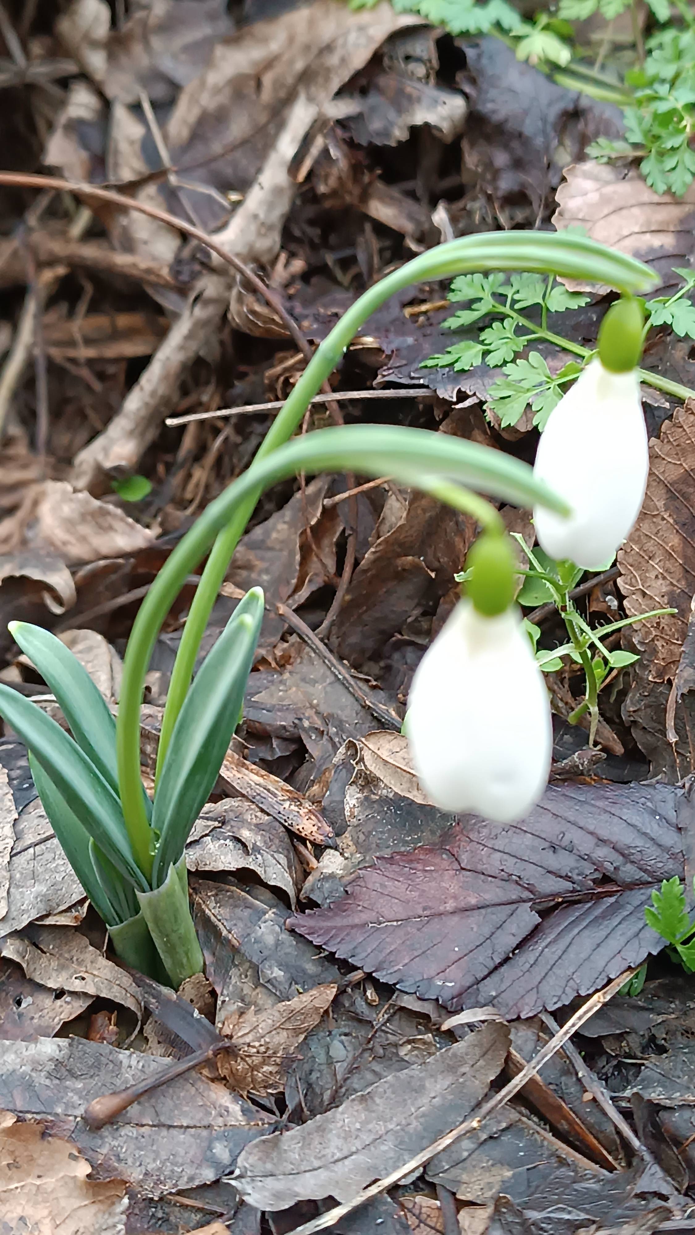 Вот и подснежники!