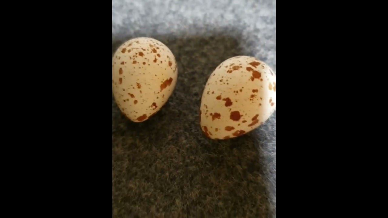 Яйца из Европы- вся правда ,и радость и разочарование