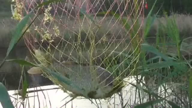 Крупный карась летом в жару 3 июня