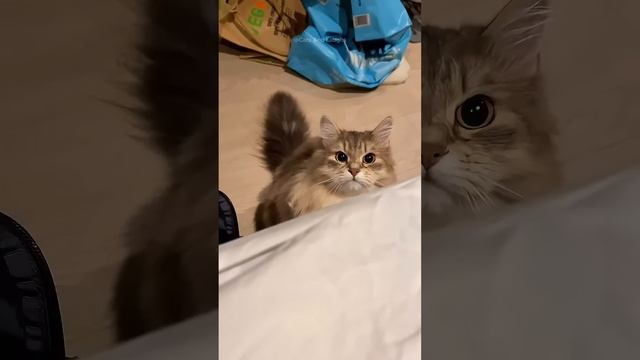 Funny cats 😂 episode 409 #shorts