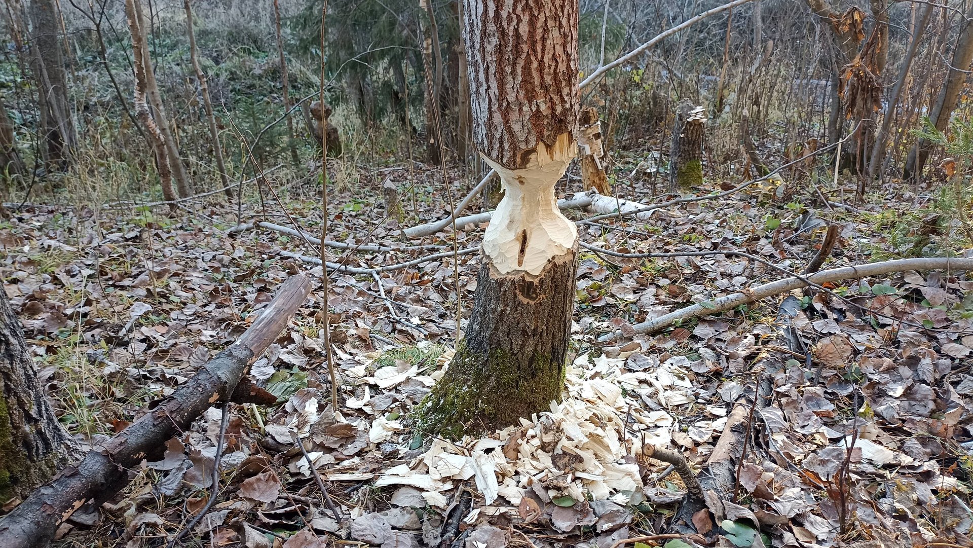 Идеальная растопка для костра