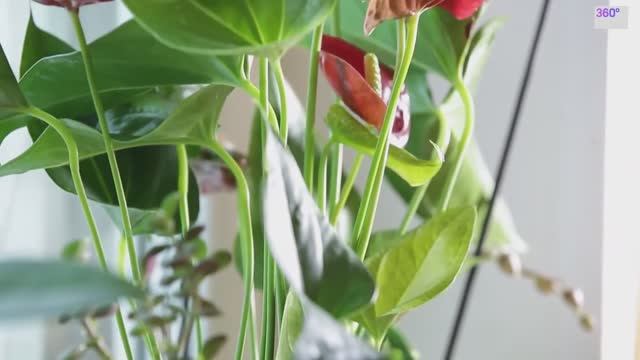 МАГИЯ РАСТЕНИЙ. "ШЕСТОЕ ЧУВСТВО" КАНАЛ 360