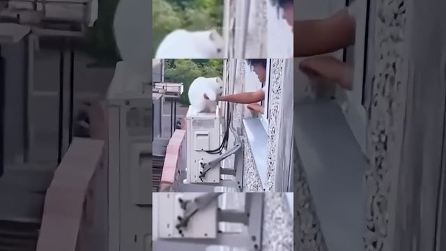 Funny cats 😂 episode 411 #shorts