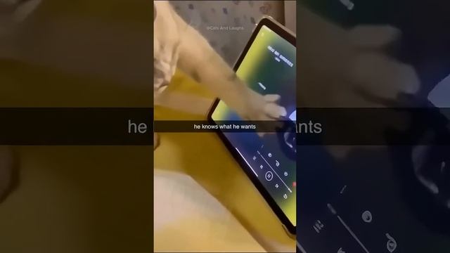 Funny cats 😂 episode 408 #shorts