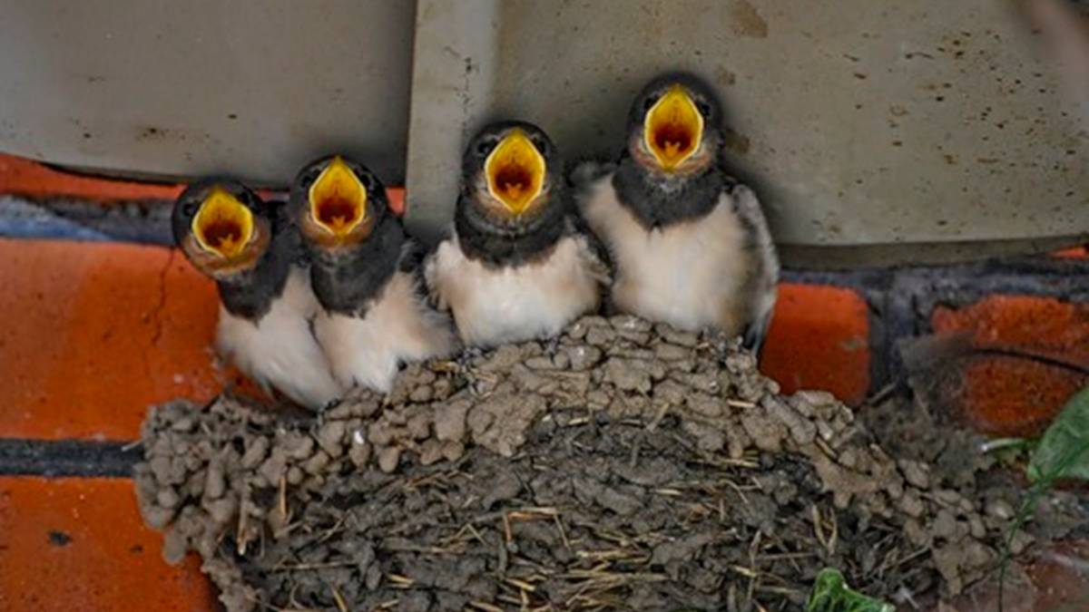 Дважды два - четыре (сл. М. Пляцковского, муз. В. Шаинского), плейлист "Мир входящему"