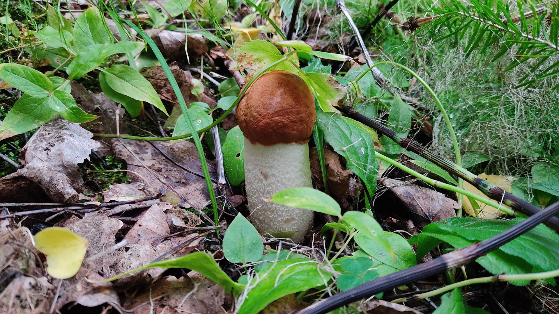 Осенние съедобные грибы. Подосиновые грибы. Тихая охота