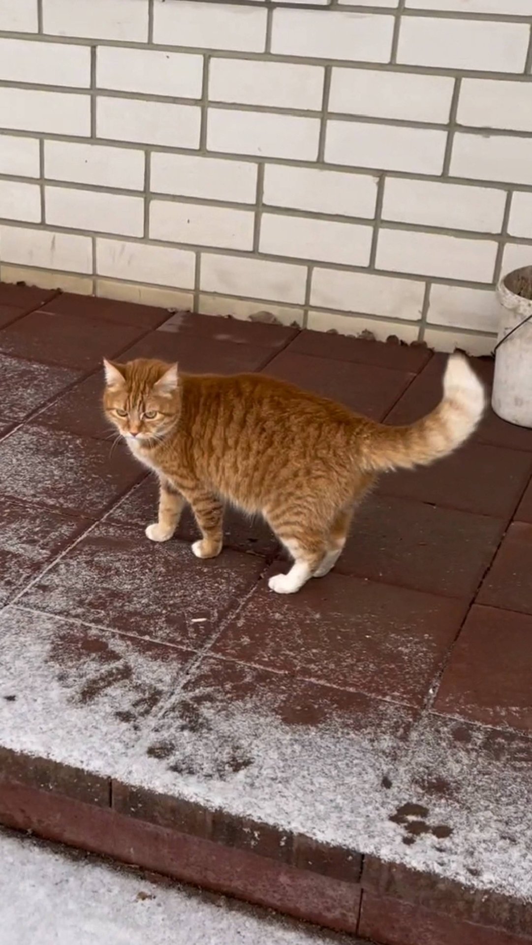 Рыжая кошечка снежинка зимой на даче смешные стихи о кошках.