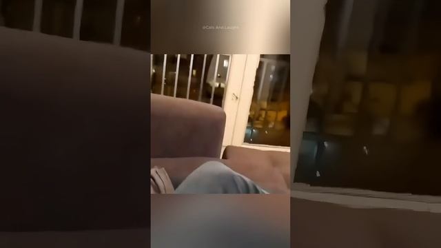 Funny cats 😂 episode 405 #shorts