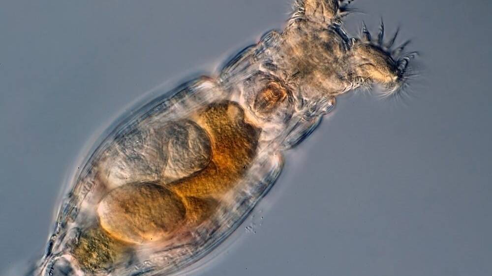 Аквариум для начинающих Мальки петушков Half moon Dambo Кормление коловраткой