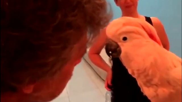 Попугай кричит на актера Валерия Яременко