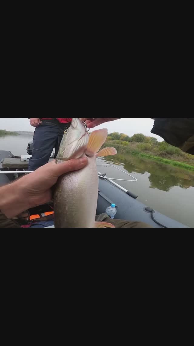 Первая достойная щука осени