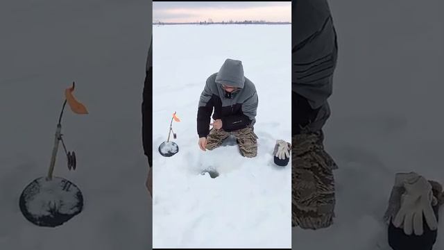 Река кормилица радует. Налим на 890 гр