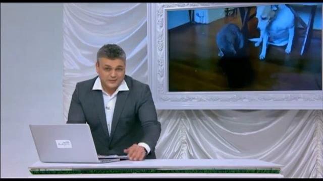 Рыжий Кот катается "зайцем" в автобусе. Зверские новости Xayc.TV №14