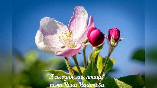 "Я СЕГОДНЯ, КАК ПТИЦА ШАЛЬНАЯ"- ПОЭТ НИНА ИГНАТОВА