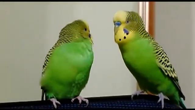 Поросенок и розовый тазик. Зверские новости Xayc.TV №15