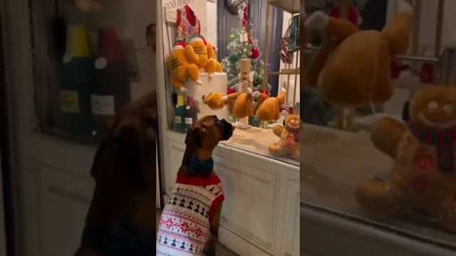 Голодный боксер хочет жаркое