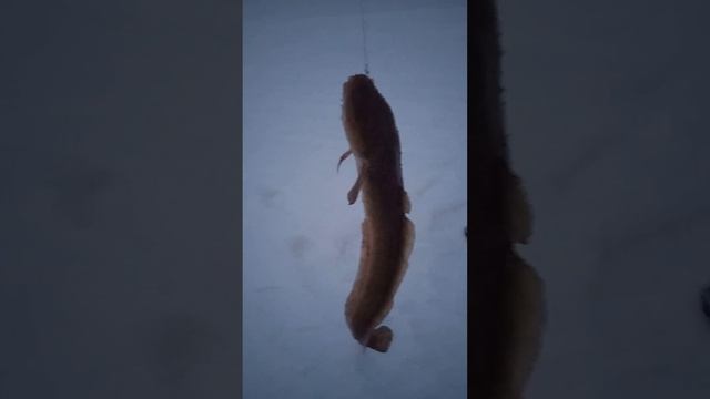 Вечерня проверка. Налим на 800 гр.