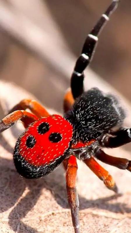 Паук Божья коровка