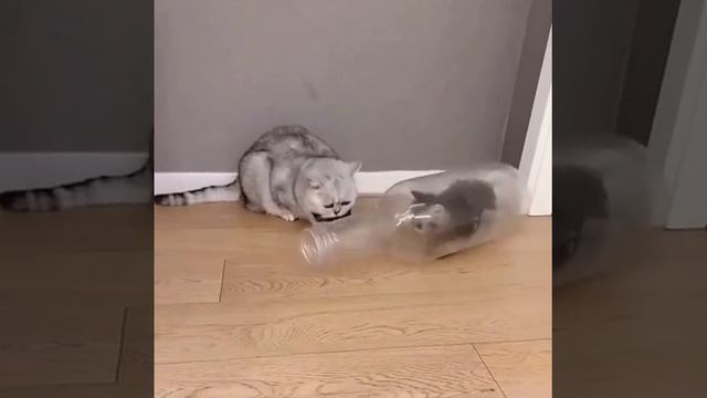 Котёнок в бутылке