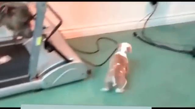 Котенок как Индюк. Зверские новости Xayc.TV №18