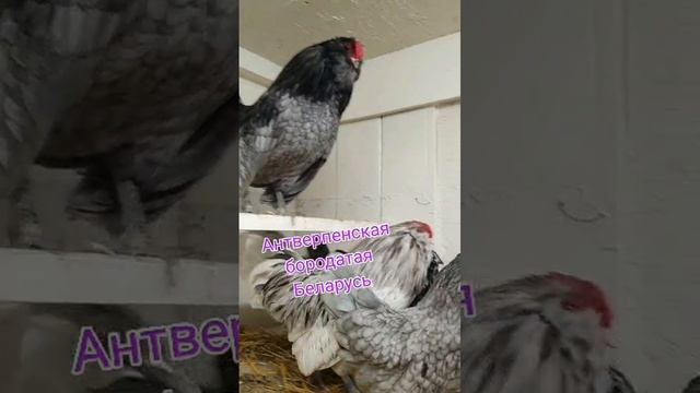 Инкубационные яйца