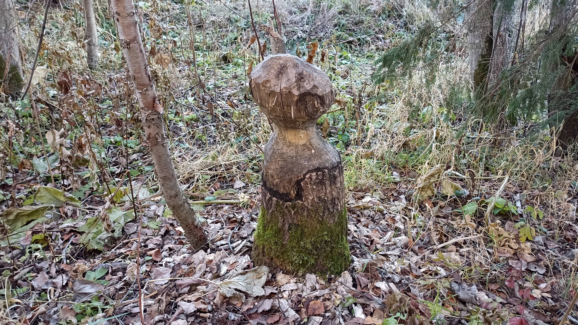 Скульптурная работа бобра