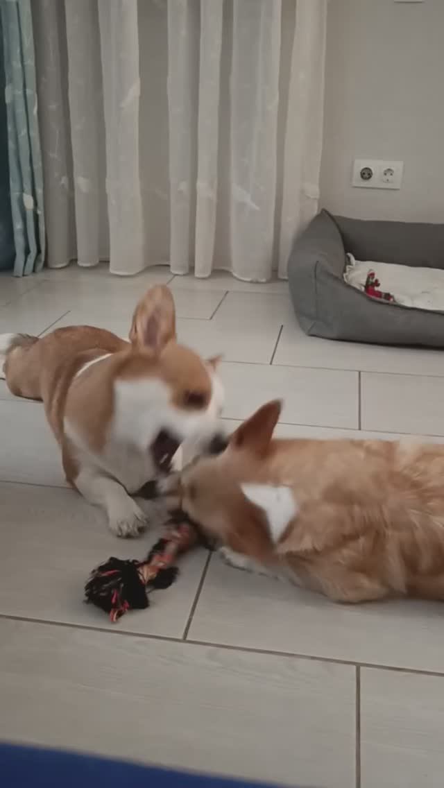 2025-01-13 - Коржики играют