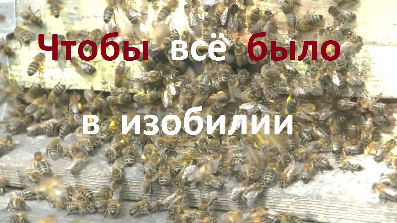 Весна, пчелам нечем кормить расплод