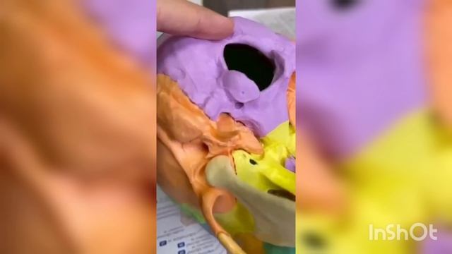 Блуждающий нерв. Иннервация органов