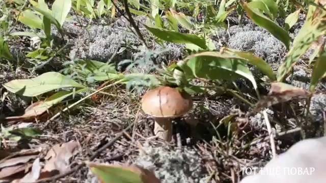 ЛЕС! КАК В СКАЗКЕ! СОБИРАЕМ ГРИБЫ, БЕЛЫЕ, БЕЛЯНКИ, РЫЖИКИ! ПЕРВАЯ СЕРИЯ #ГРИБЫ #ЛЕС #ТИХАЯ ОХОТА