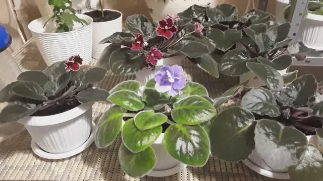 Можно ли поливать цветы Крещенской водой?