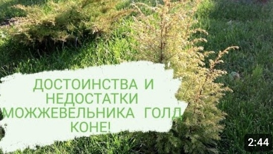 ДОСТОИНСТВА И НЕДОСТАТКИ МОЖЖЕВЕЛЬНИКА ГОЛД КОНЕ.