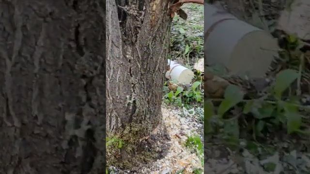 Эх! Ну и напилю теперь дров!!!