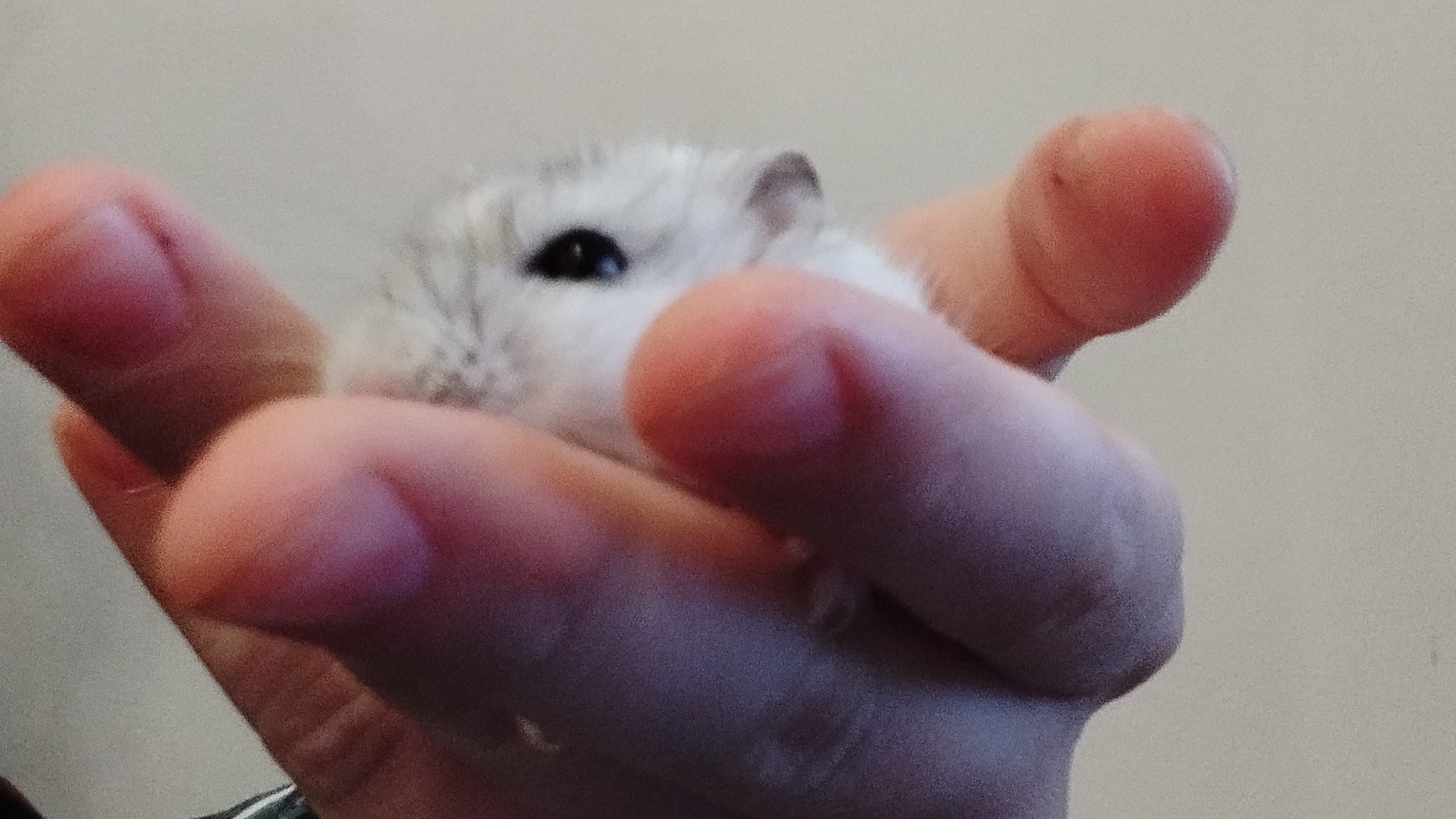 Сборник музыки выбирал хомячок