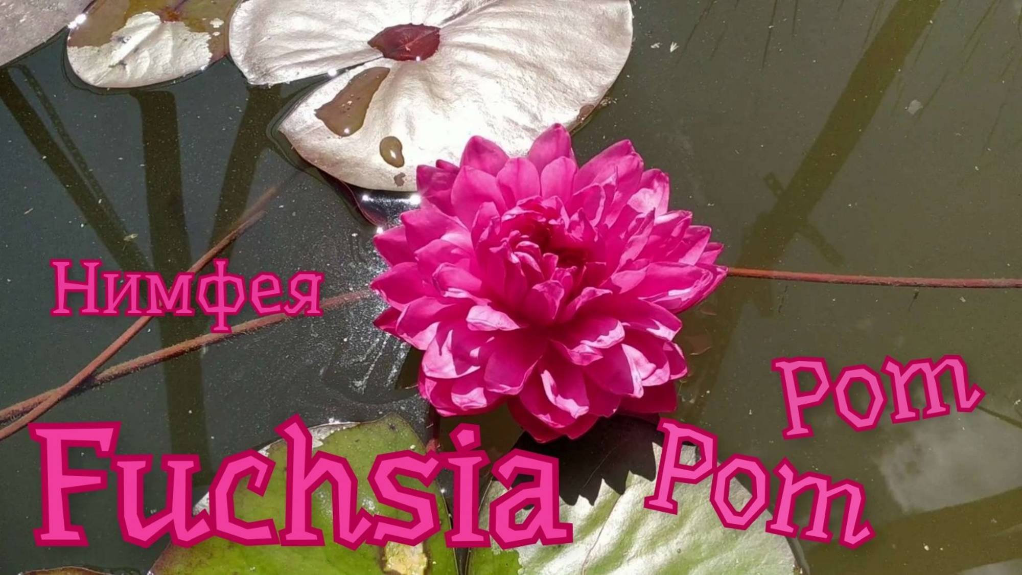 Кувшинка (нимфея) Фуксия Пом Пом.   Water lily (Nymphaea) Fuchsia Pom Pom