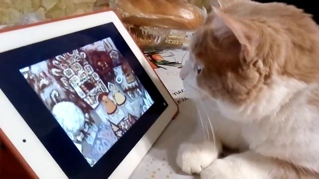 Котик по имени Кока