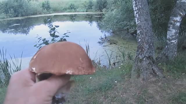 Грибы в Подмосковье