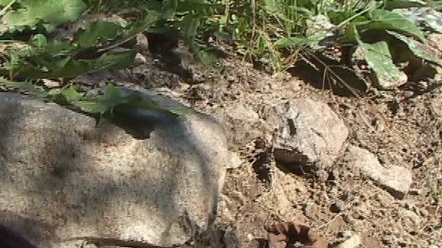 Узорчатый полоз 09.33