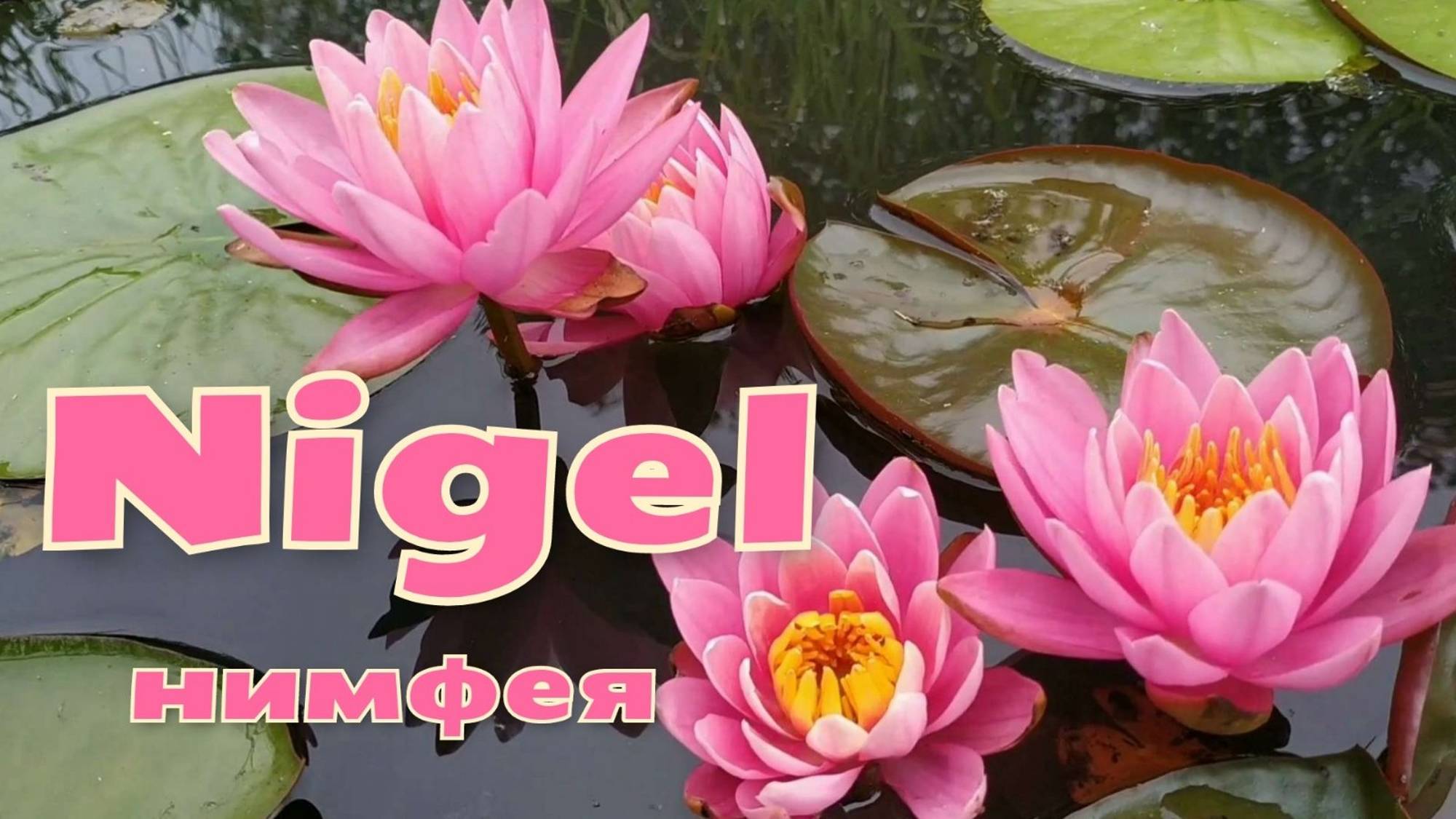 Кувшинка (нимфея) Найджел.   Water lily (Nymphaea) Nigel