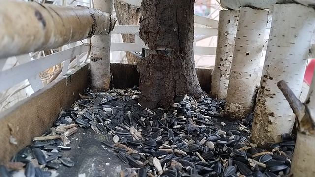 Обедают все, лазоревка,синички и воробьи ,всем вкусно все довольны.