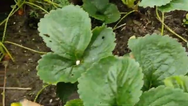 Весь август/Наша дача