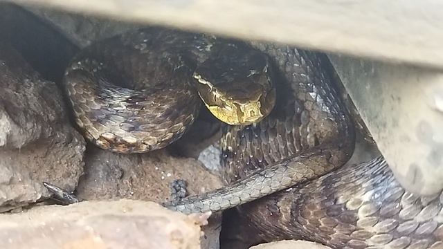 щитомордник 4 (телефон)