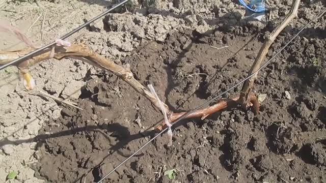 Виноград Конкорд (двухлетний шаг 1)