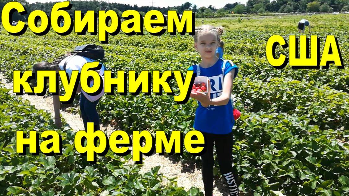 США. Собираем клубнику на ферме