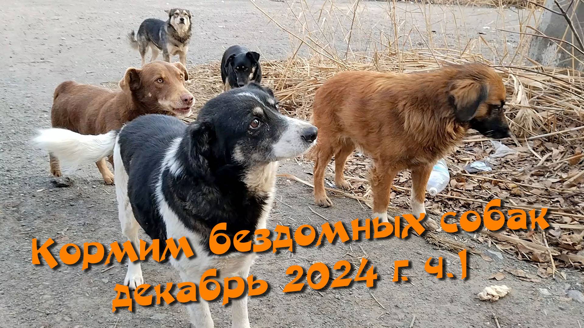 Кормим бездомных собак. Декабрь 2024 г. ч.1