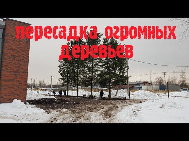Пересадка огромных деревьев