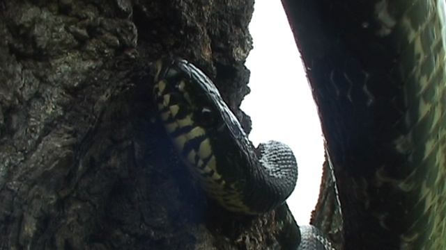 Амурский полоз 12.42