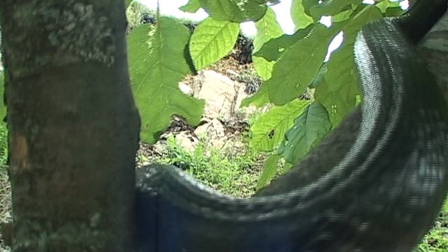 Амурский полоз 1