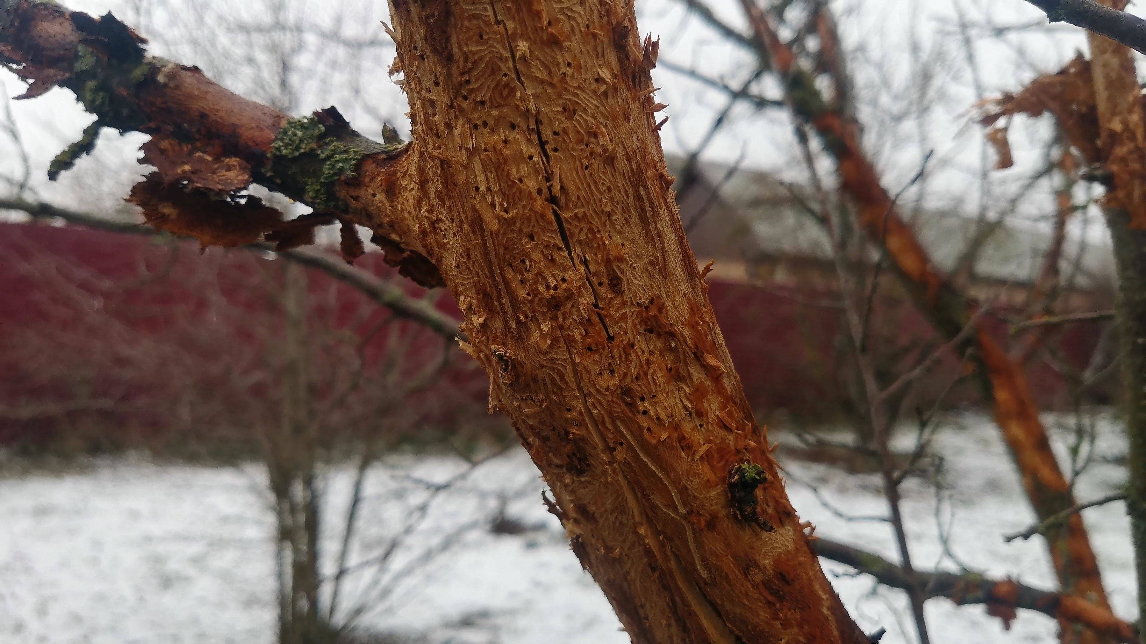 Погода 2025-01-17 Зима, грязь, два столба