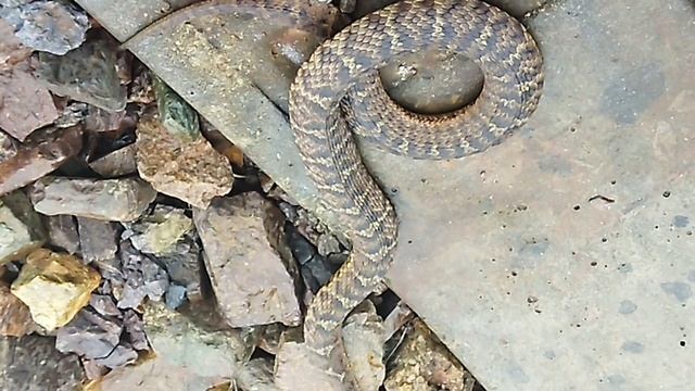 щитомордник 3 (телефон)